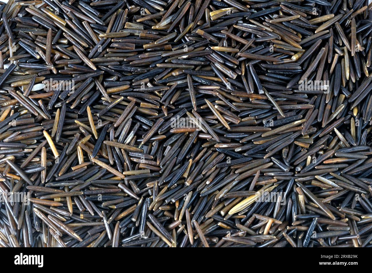 Zizania hi-res stock photography and images - Alamy