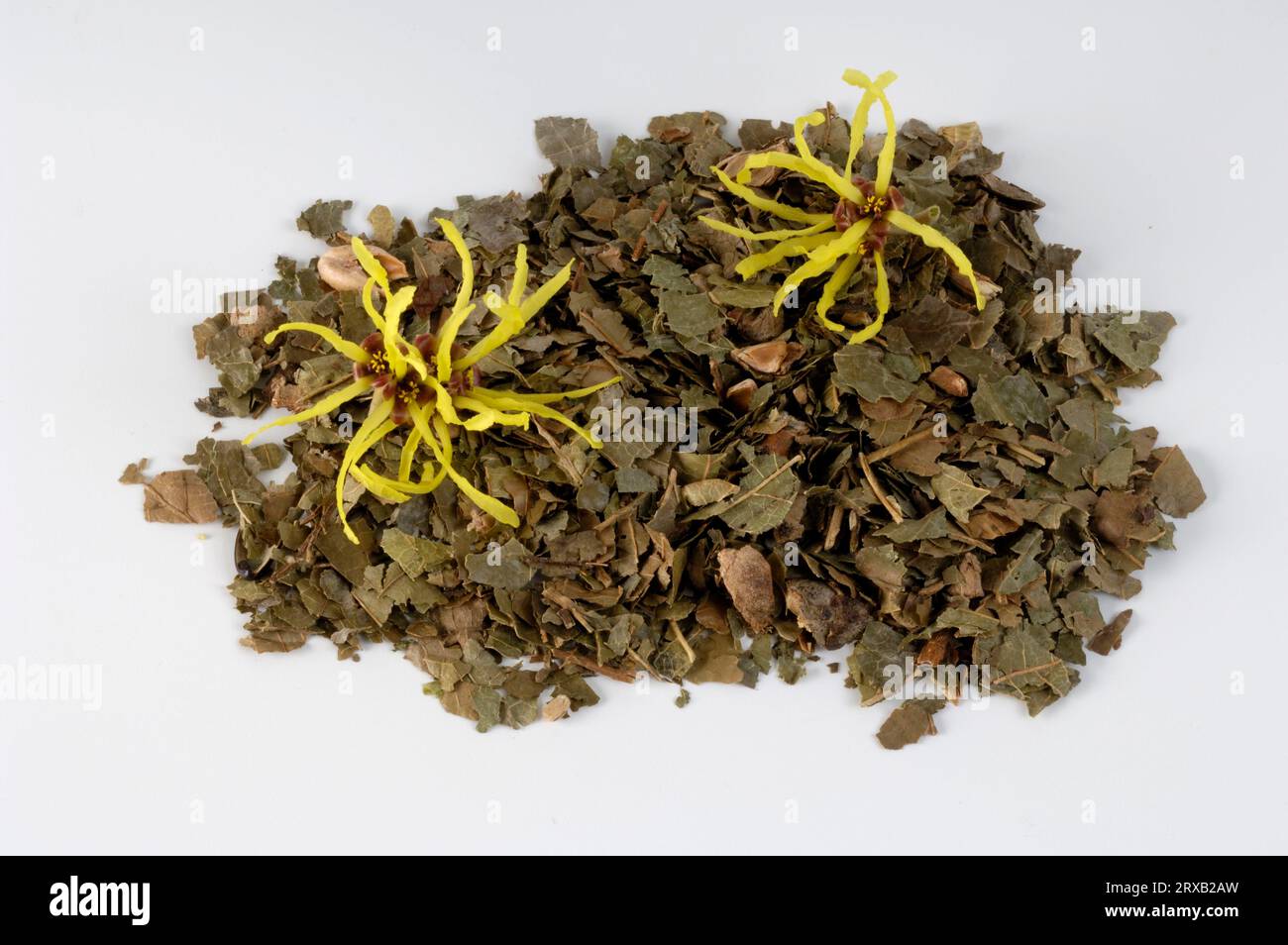 Virgin Hamamelis virginiana (Hamamelis virginiana), dried leaves, cut ...