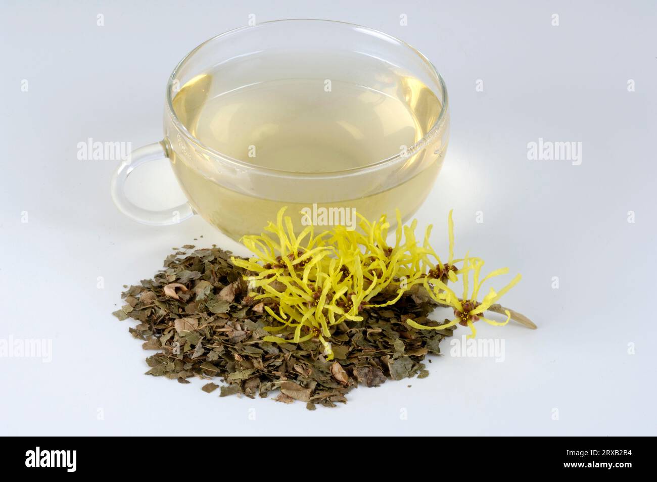 Virgin (Hamamelis virginiana) witch hazel tea, cup of witch hazel tea ...