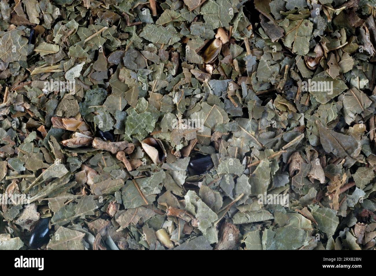 Common witch hazel, dried leaves (Hamamelis virginiana Stock Photo - Alamy