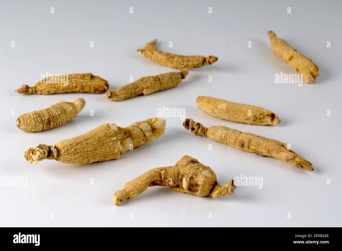 Genuine ginseng root dried, Ginseng, Seng, Ginseng (Panax ginseng Stock ...