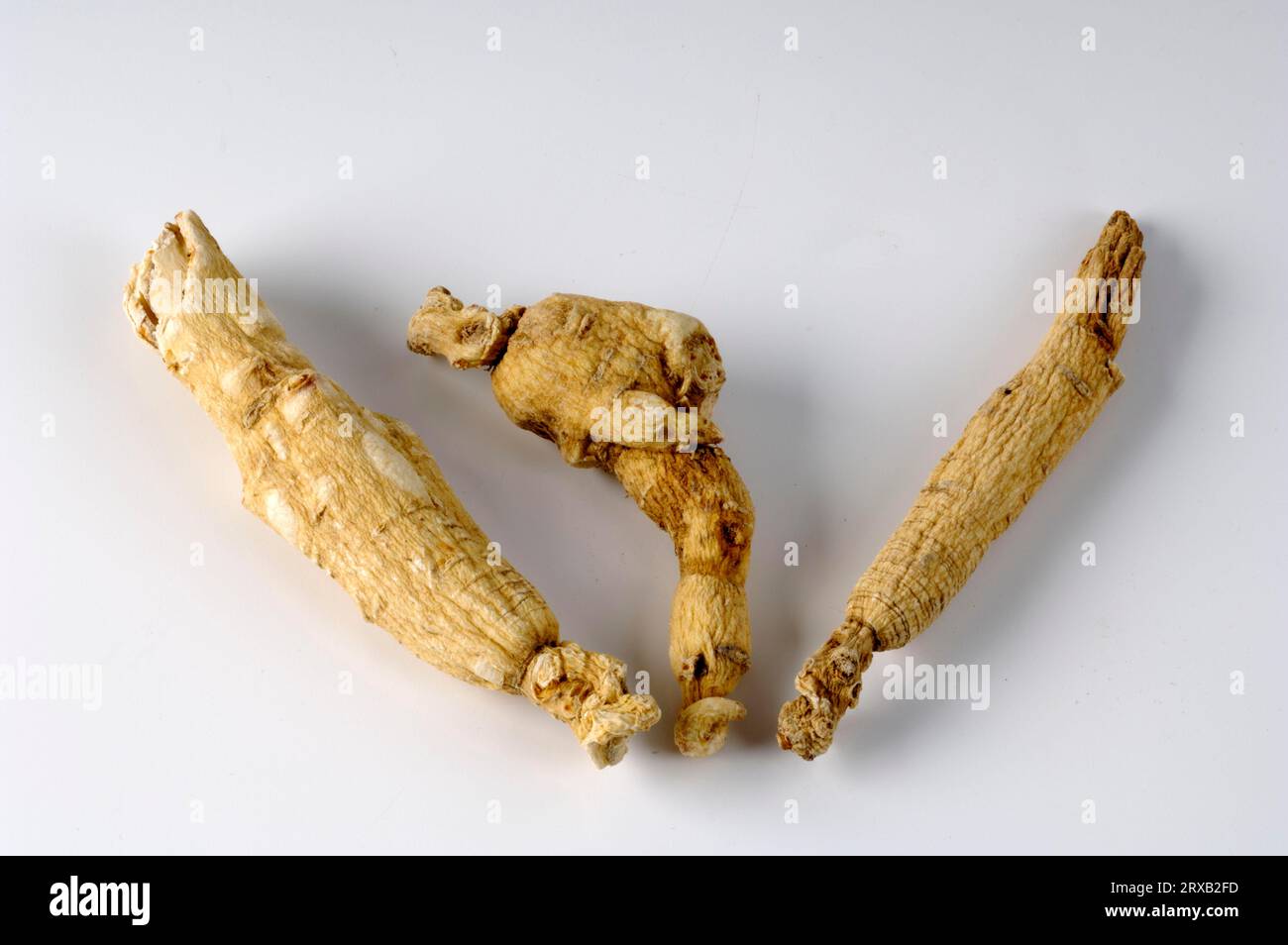 Genuine ginseng root dried, Ginseng, Seng, Ginseng (Panax ginseng Stock ...