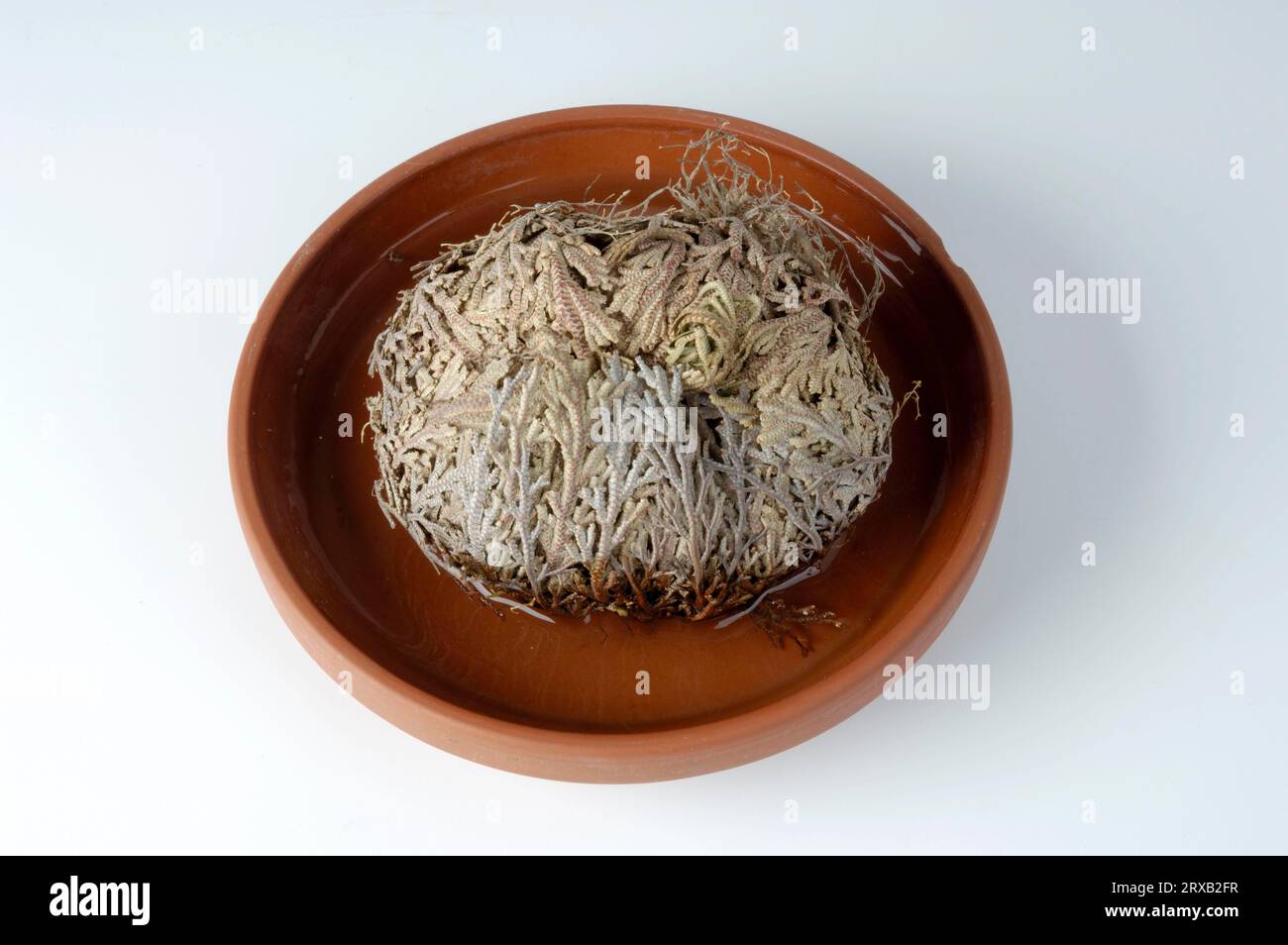 The (Anastatica hierochuntica) Rose of Jericho in bowl of water Stock ...