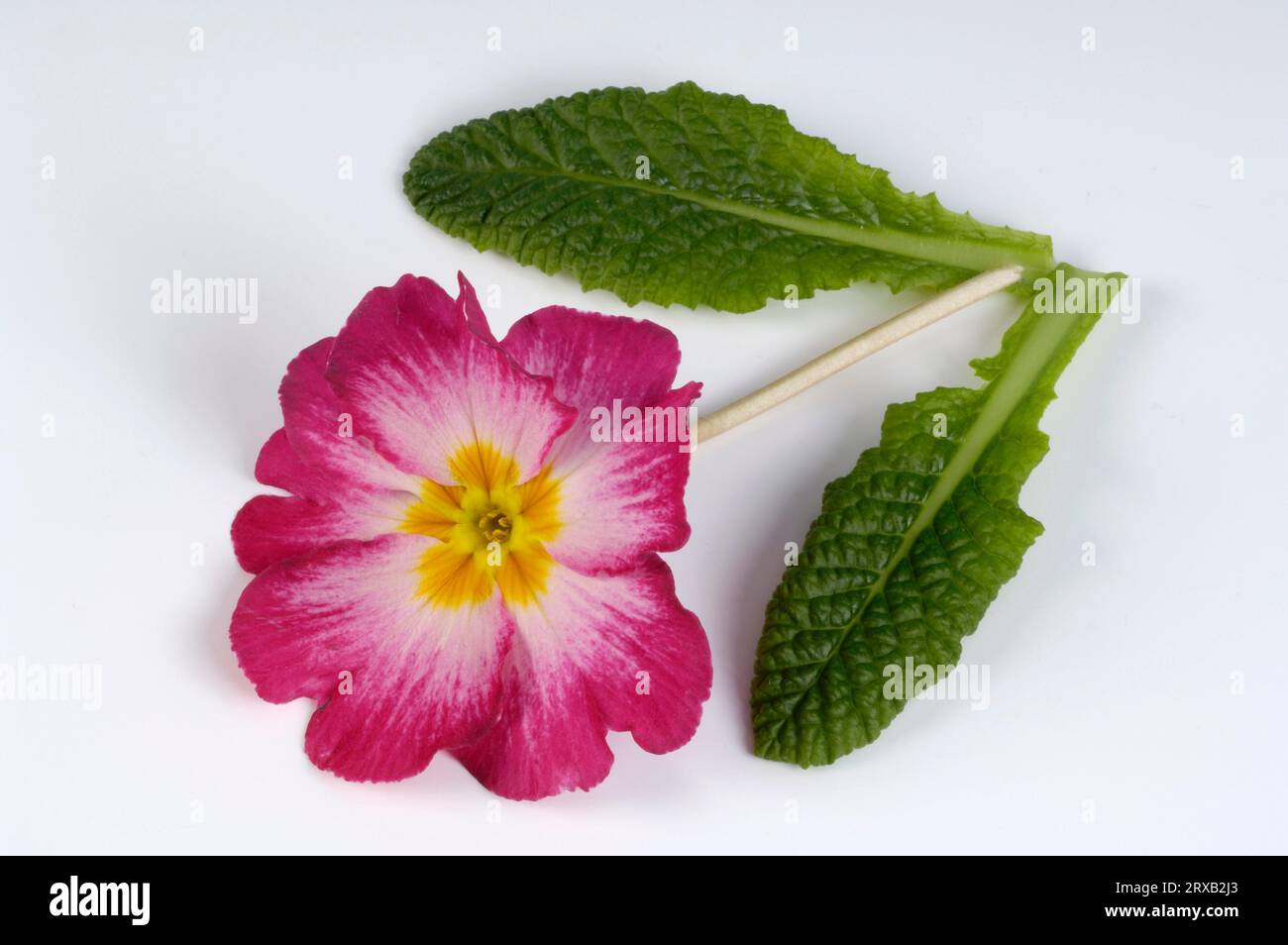 German evening primrose (Primula obconica Stock Photo - Alamy