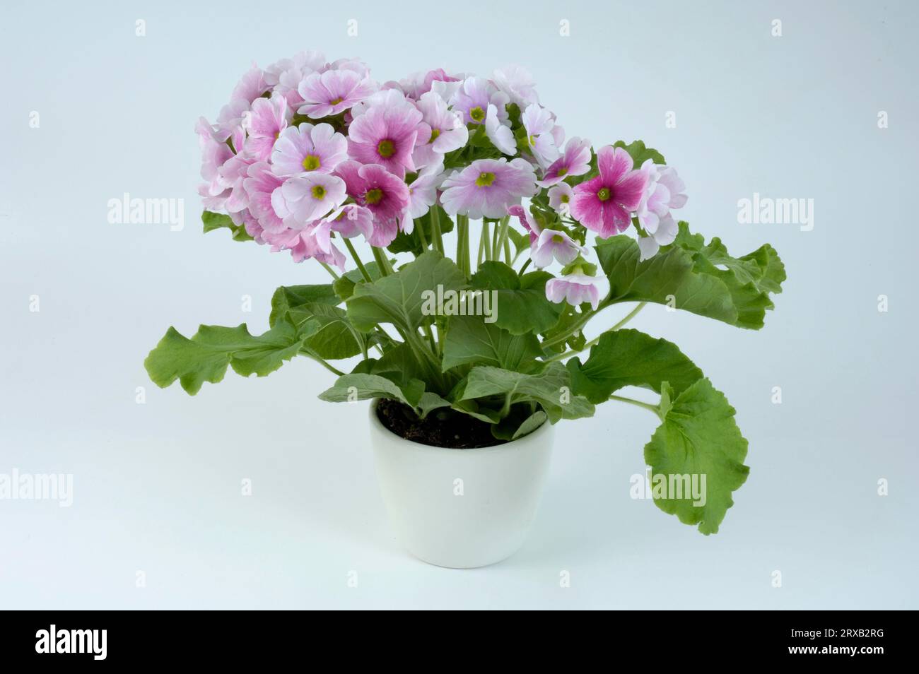 German evening primrose hi-res stock photography and images - Alamy