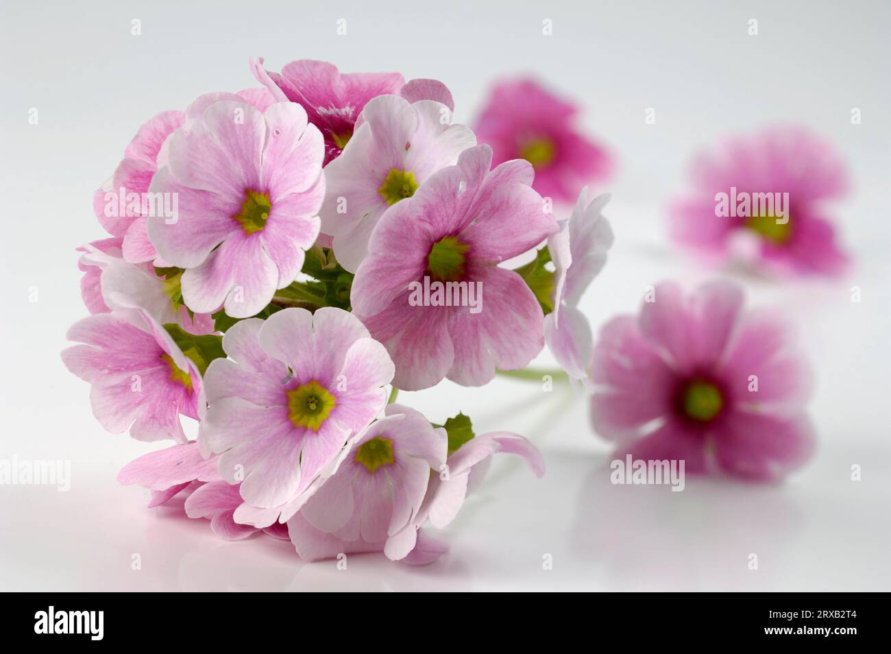 German evening primrose (Primula obconica Stock Photo - Alamy