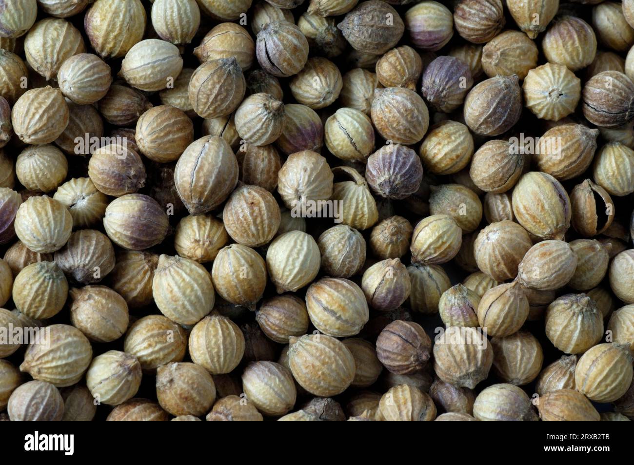 Corianderseeds (Coriandrum sativum Stock Photo - Alamy