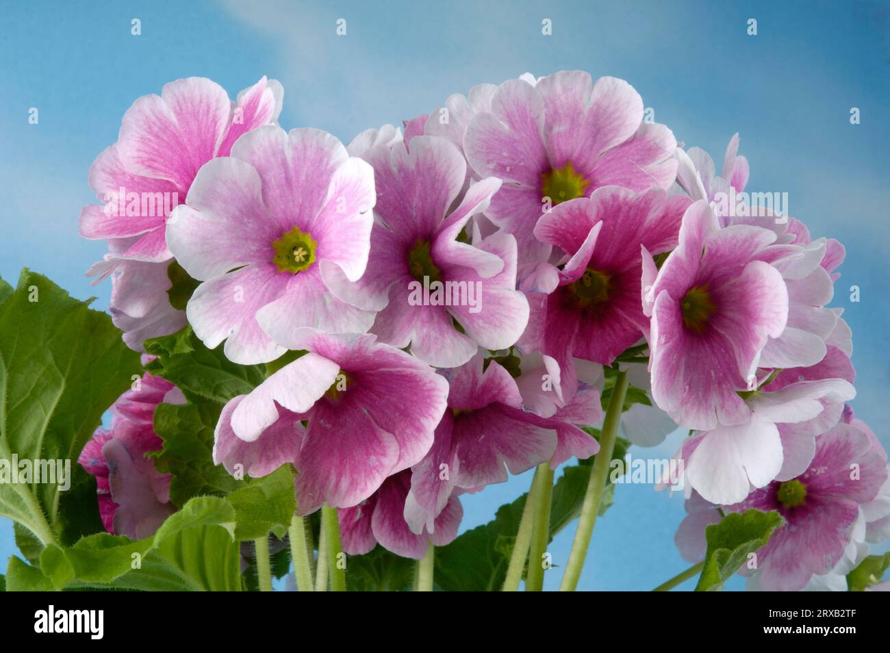 German evening primrose hi-res stock photography and images - Alamy