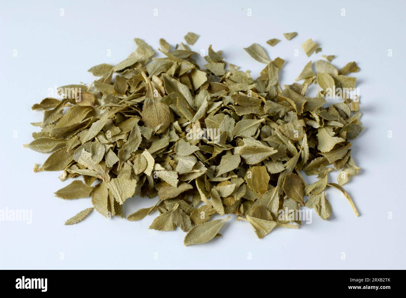 Dried buchu leaves (Barosma betulina) (Agosthoma betulina) (Bucco ...