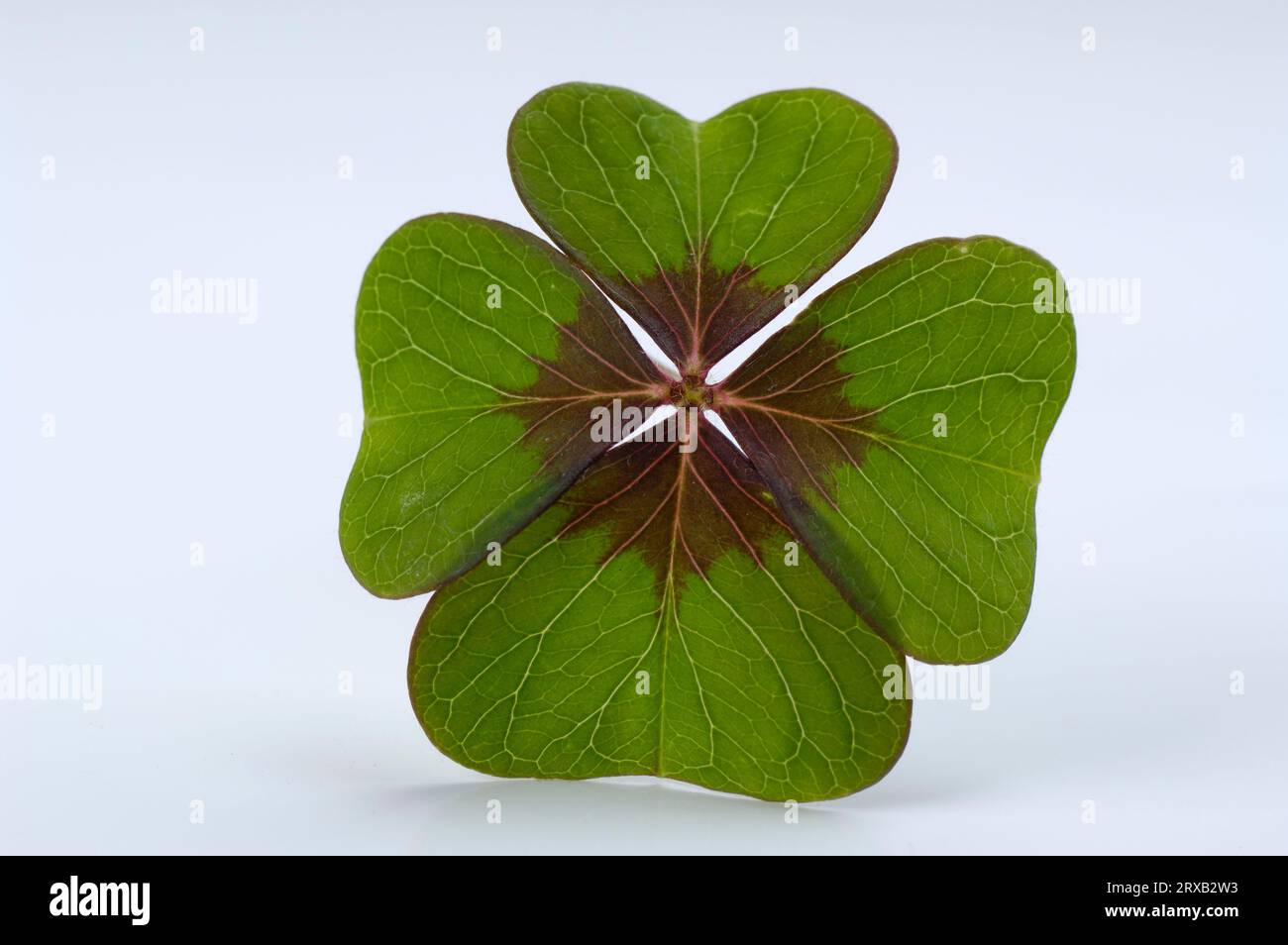 Four-leaved clover (Trifolium), clover, lucky clover Stock Photo - Alamy
