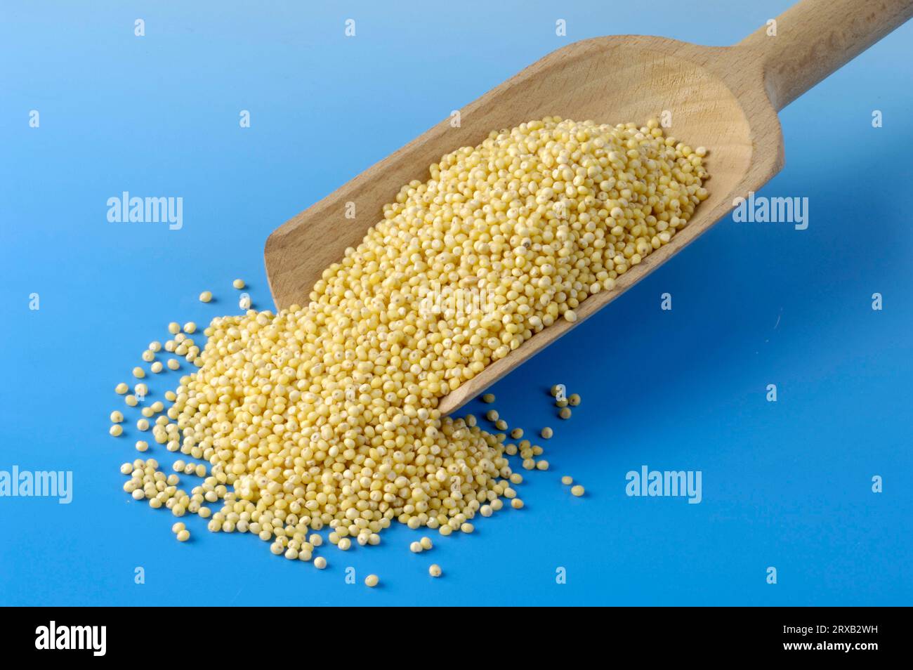 Common millet (Panicum miliaceum Stock Photo - Alamy