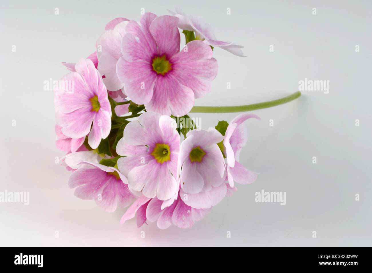 German evening primrose hi-res stock photography and images - Alamy