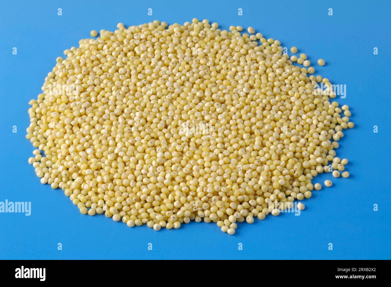 Common millet (Panicum miliaceum Stock Photo - Alamy
