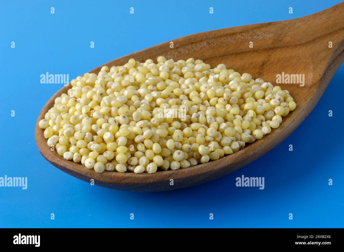 Common millet (Panicum miliaceum Stock Photo - Alamy