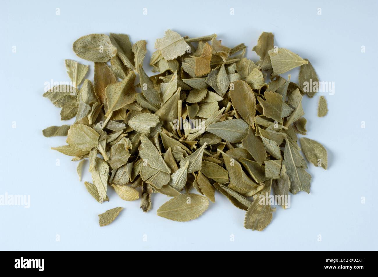 Dried buchu leaves (Barosma betulina) (Agosthoma betulina) (Bucco ...