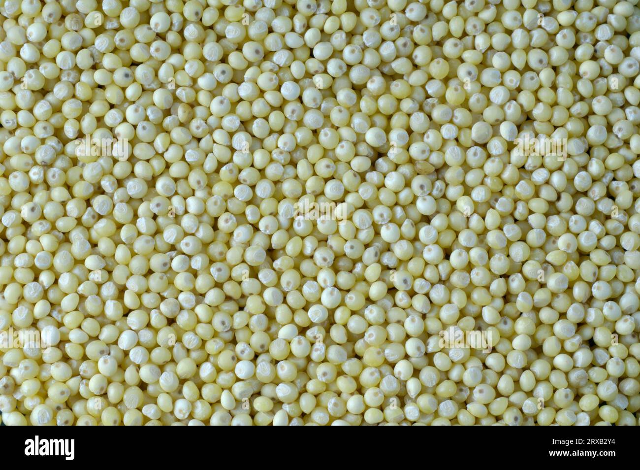 Common millet (Panicum miliaceum Stock Photo - Alamy