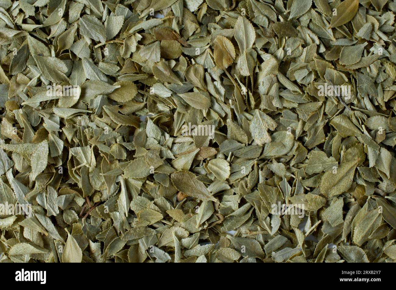 Dried buchu leaves (Barosma betulina) (Agosthoma betulina) (Bucco ...