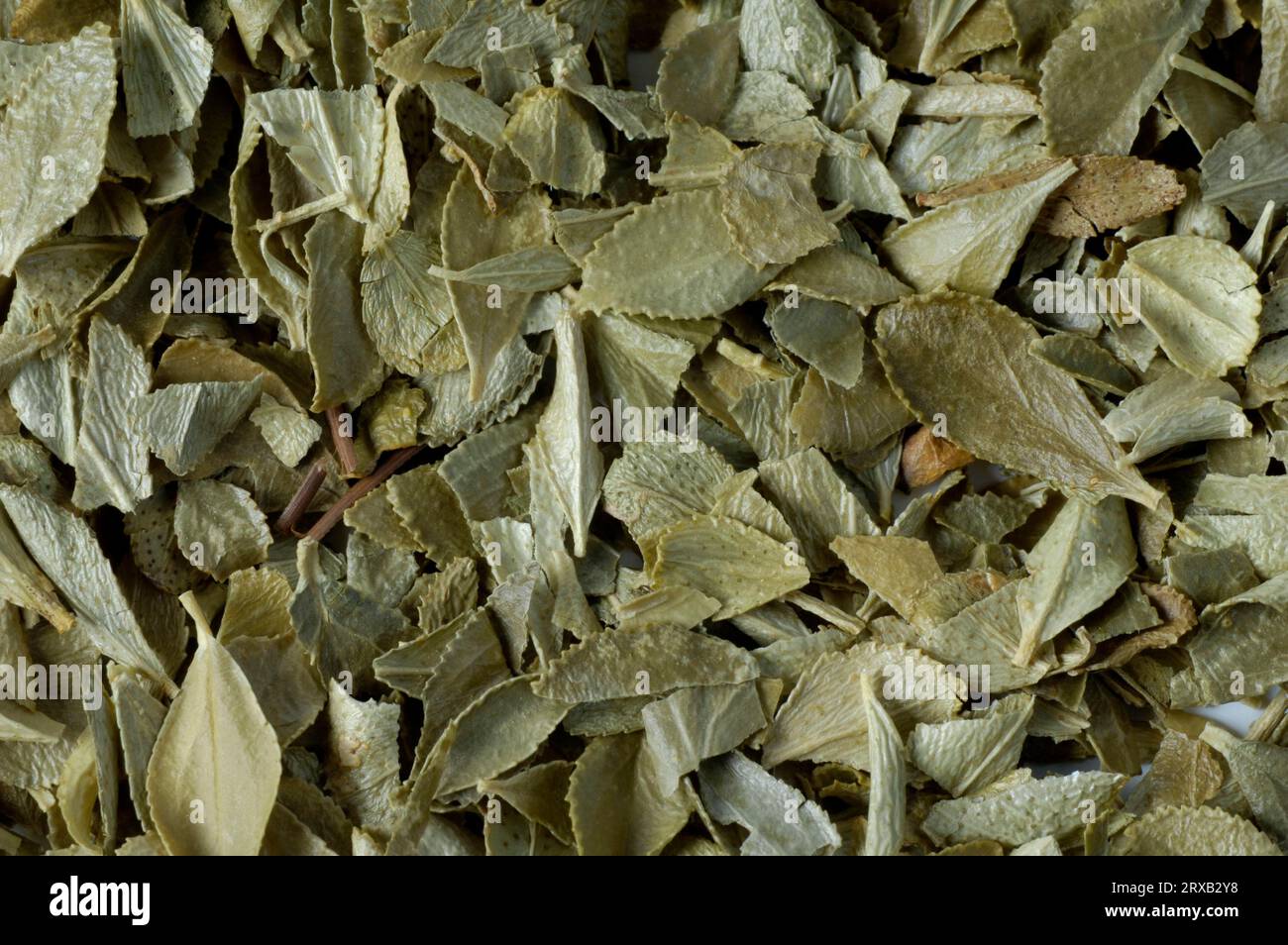 Dried buchu leaves (Barosma betulina) (Agosthoma betulina) (Bucco ...