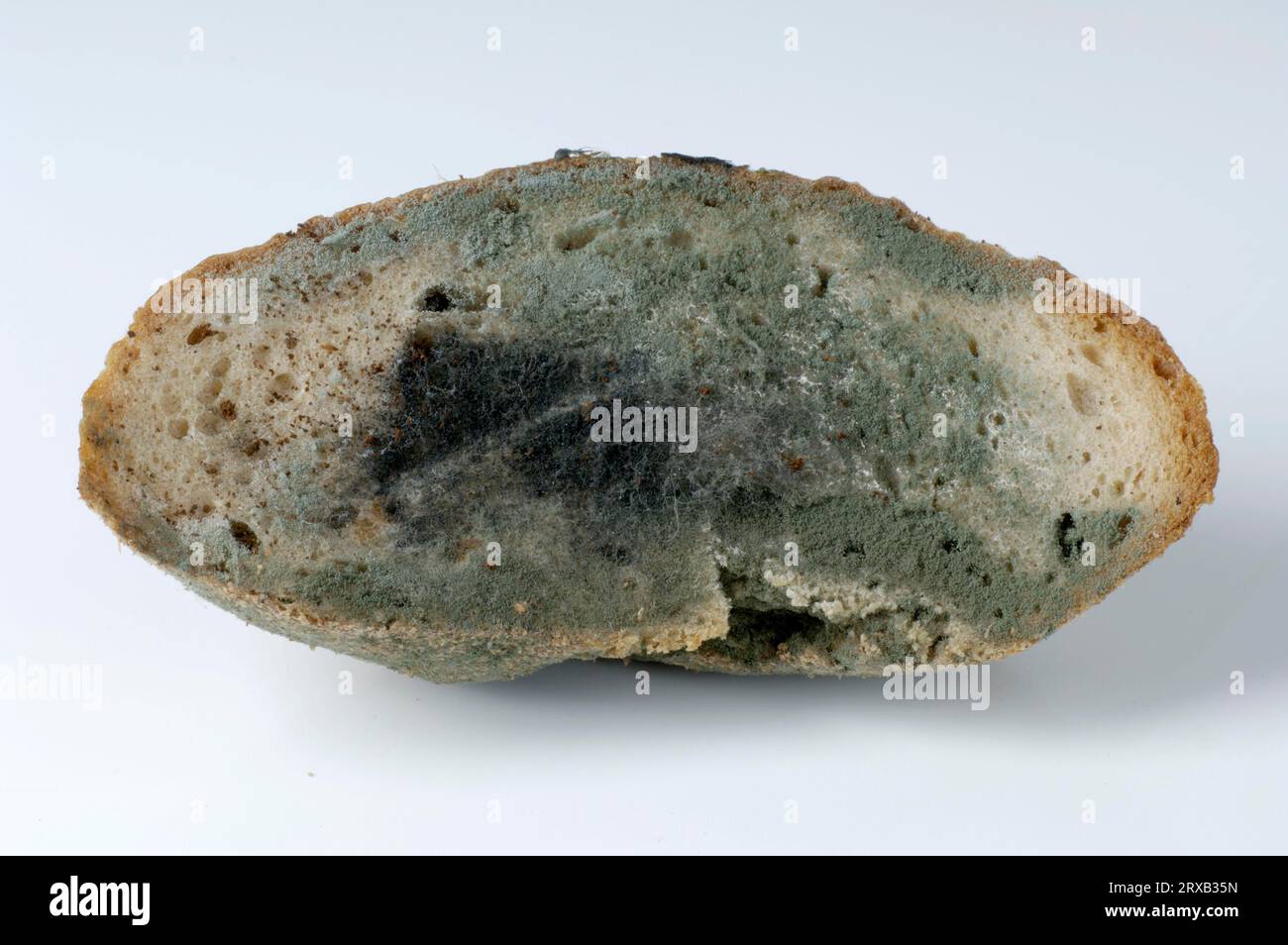 Mold on bread, slice of bread, bread mold, mold, moldy, moldy Stock ...