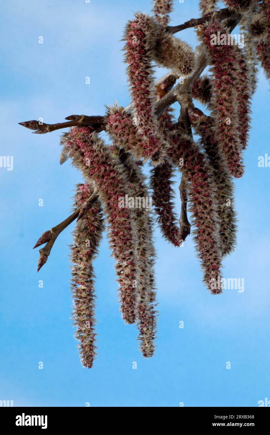 Abele tree hi-res stock photography and images - Alamy