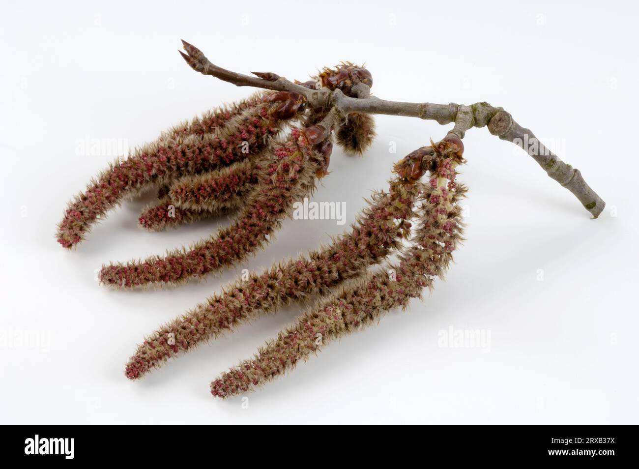 Common aspen (Populus tremula), catkin Stock Photo - Alamy