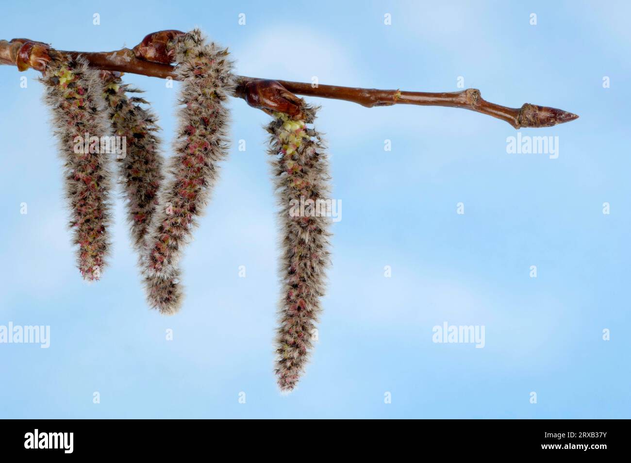 Common aspen (Populus tremula), catkin Stock Photo - Alamy