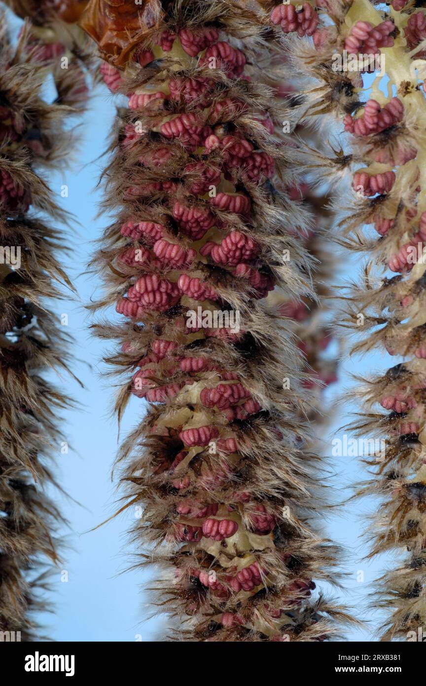 Populus alba flower hi-res stock photography and images - Alamy
