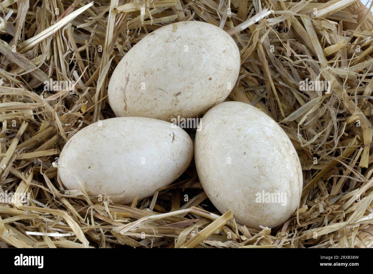 Goose egg hi-res stock photography and images - Alamy