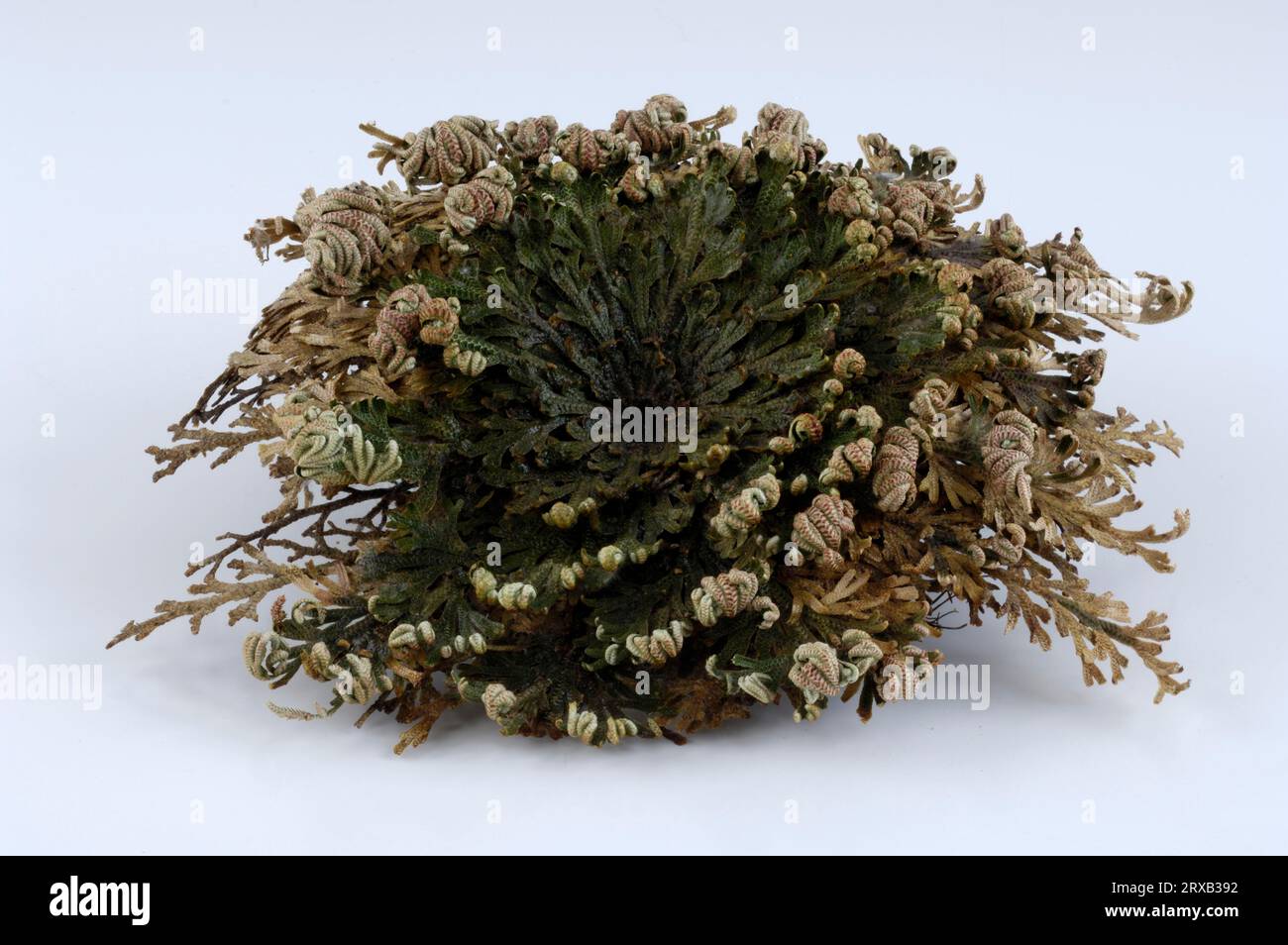 The (Anastatica hierochuntica) Rose of Jericho Stock Photo - Alamy