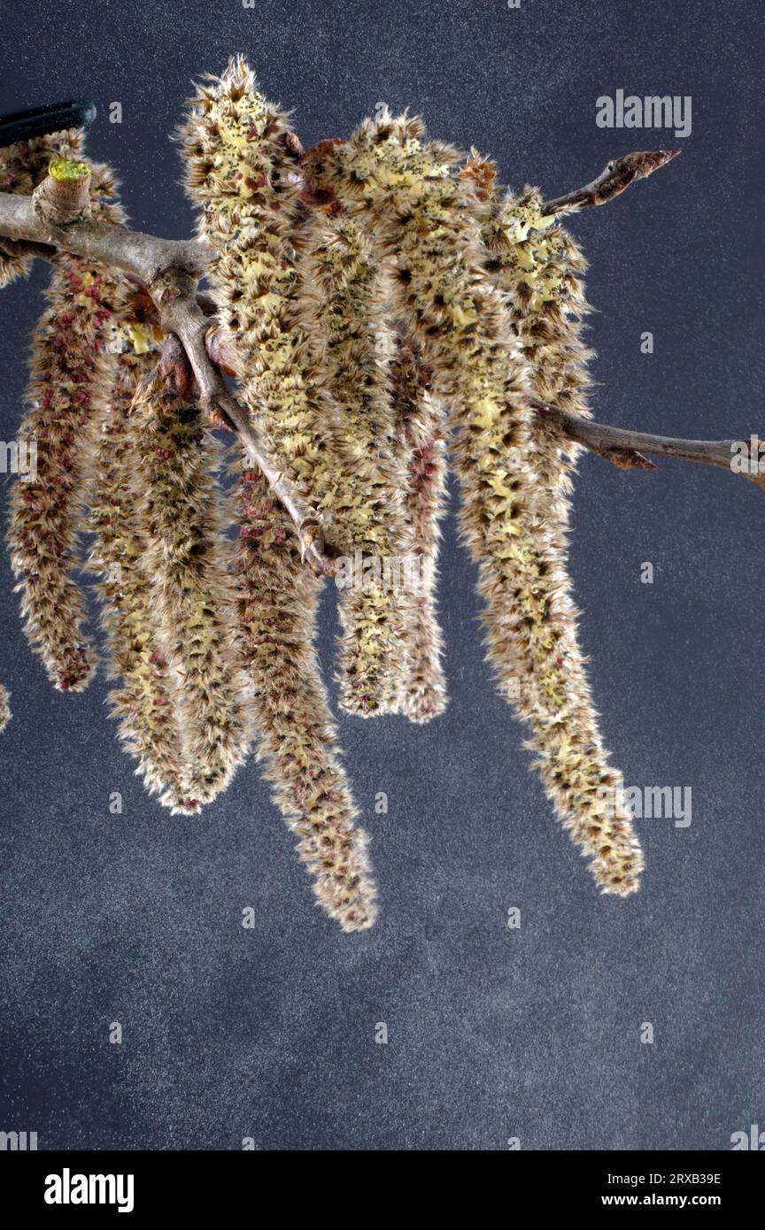 Common aspen (Populus tremula) (pollen) catkins set free, flight, hay ...