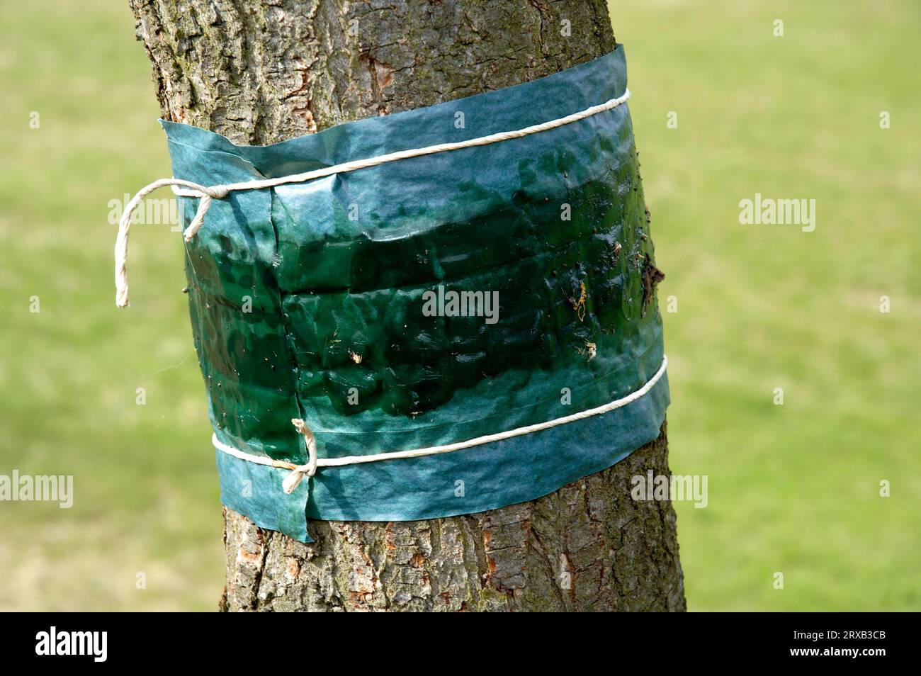 Tree trunkgarden hi-res stock photography and images - Alamy