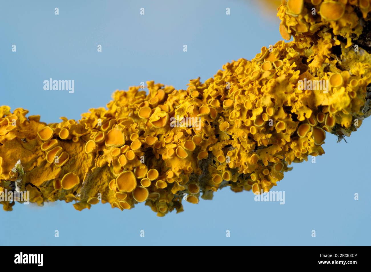 Common orange lichen (Xanthoria parietina), Bavaria, Germany Stock ...