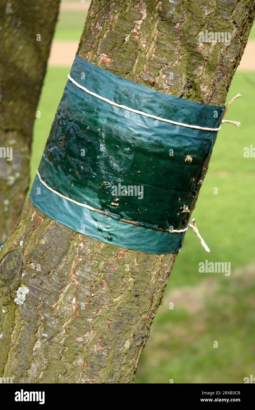 Tree trunkgarden hi-res stock photography and images - Alamy