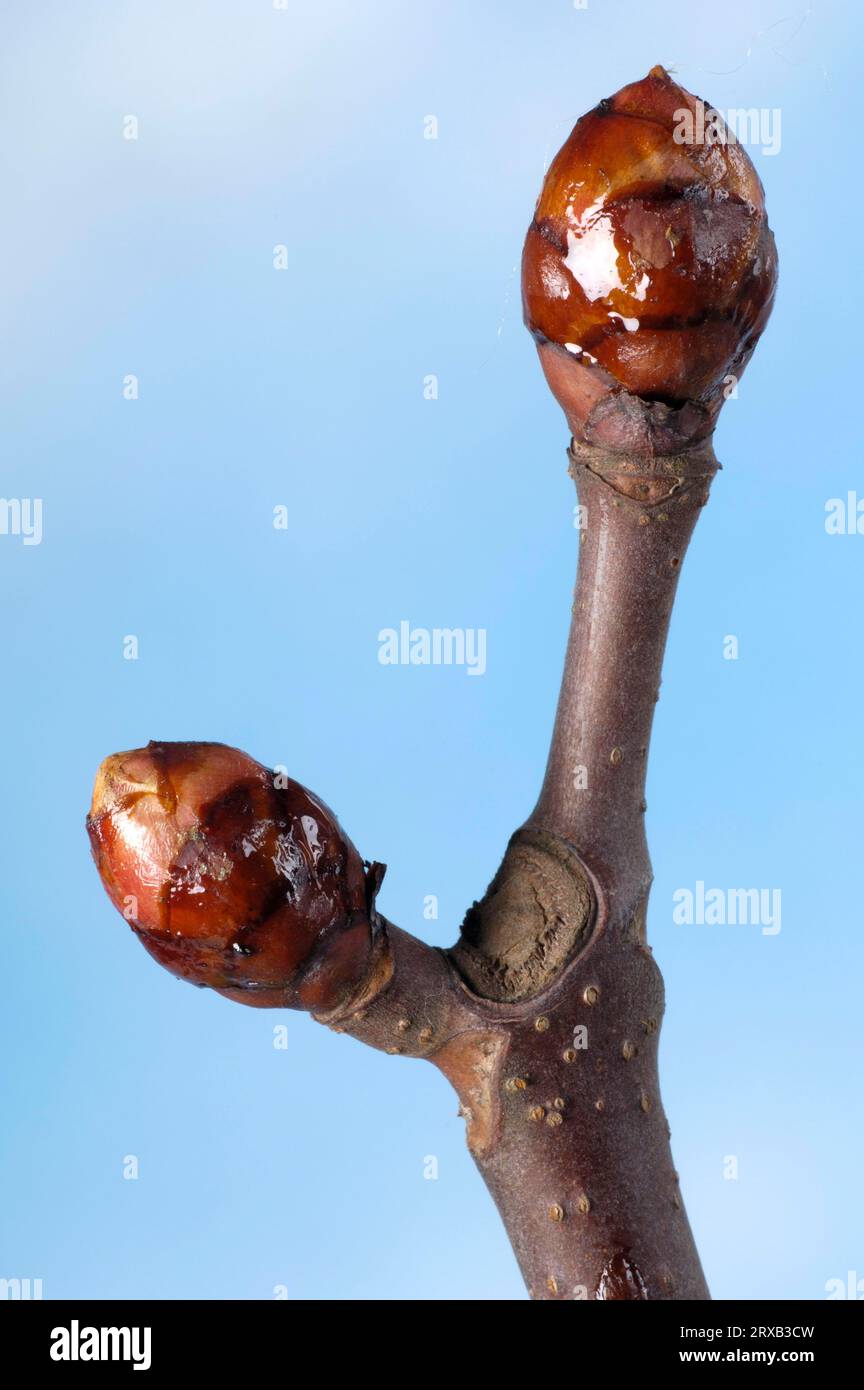 Horse chestnut, bud Bud of horse chestnut (Aesculus hippocastanum ...