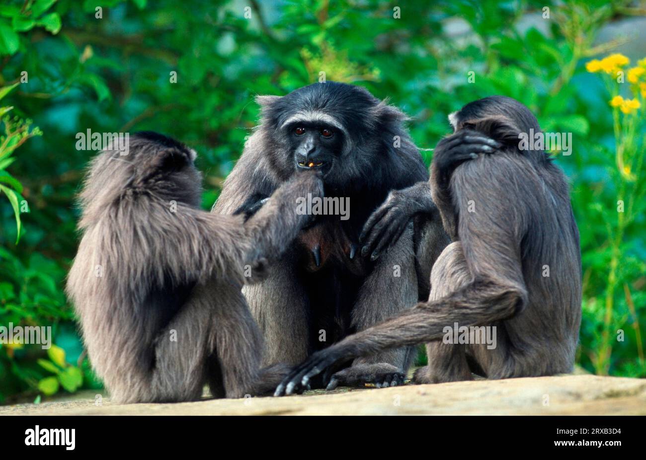 Muellers bornean gibbon hi-res stock photography and images - Alamy
