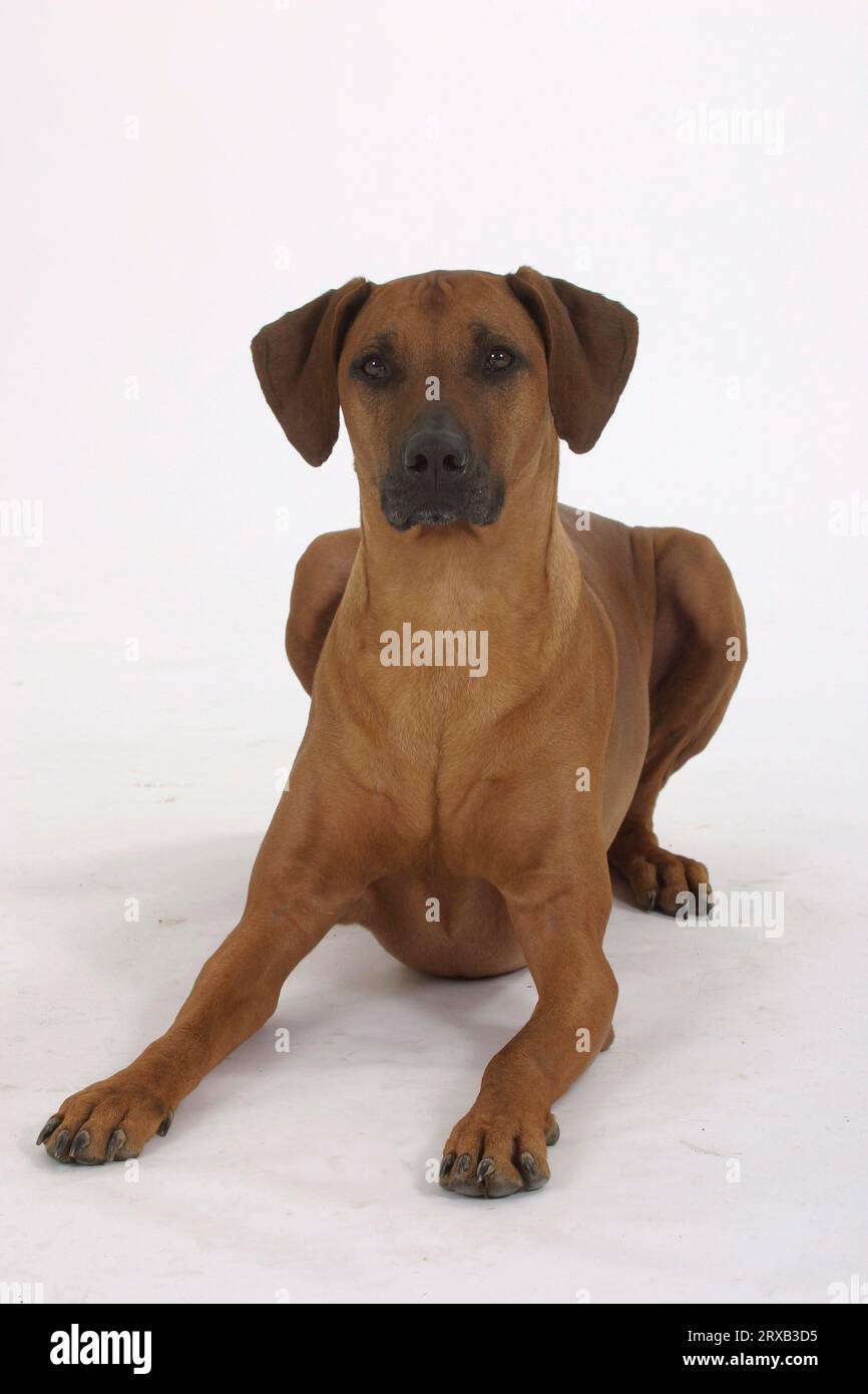 Rhodesian Ridgeback also known as African lion dog Stock Photo - Alamy