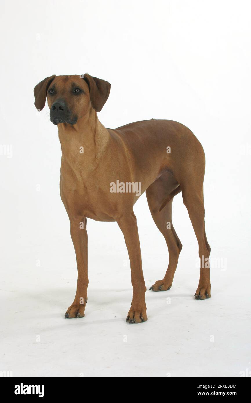 Rhodesian Ridgeback also known as African lion dog Stock Photo - Alamy