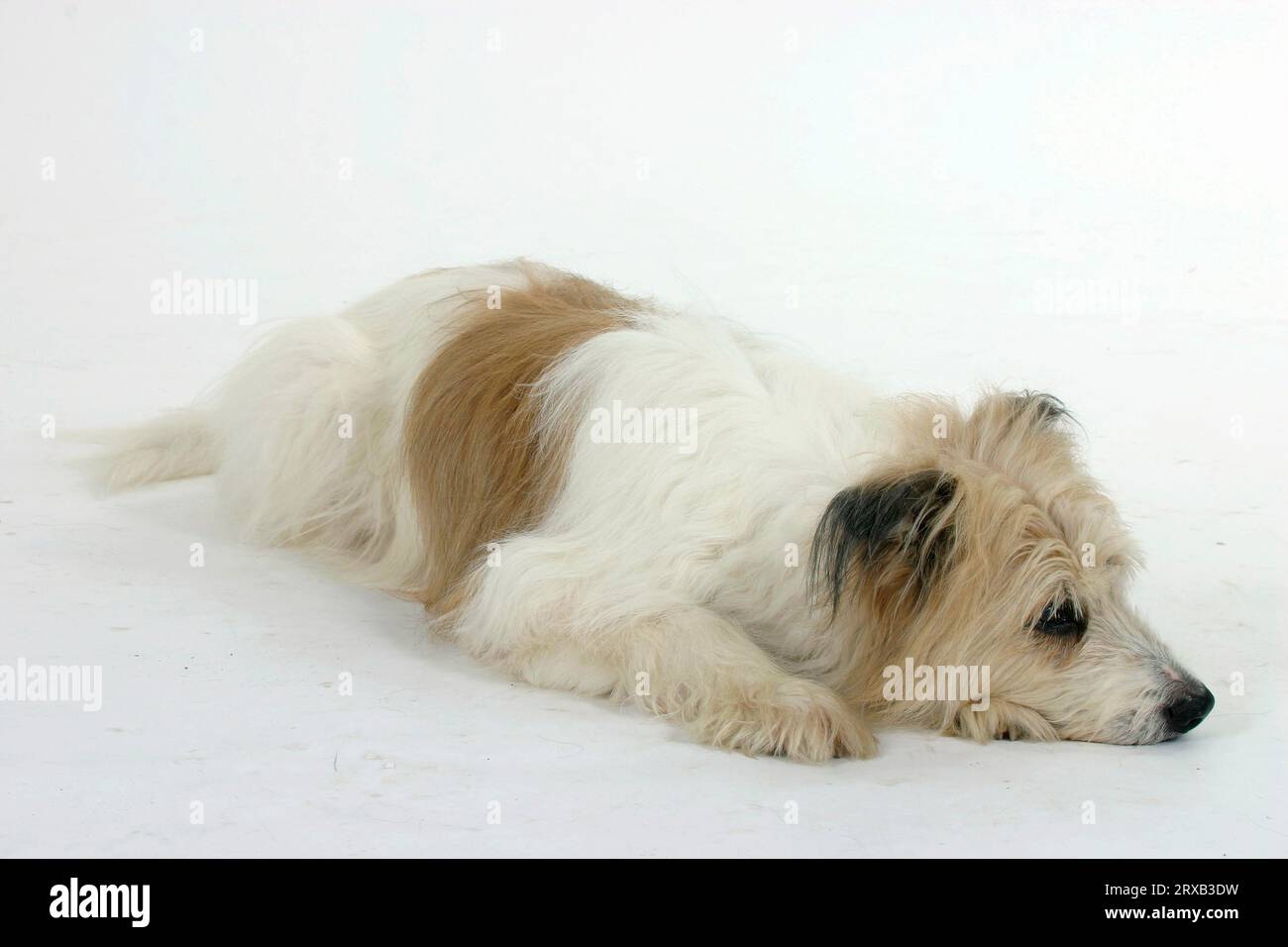 Dejected dog hi-res stock photography and images - Alamy