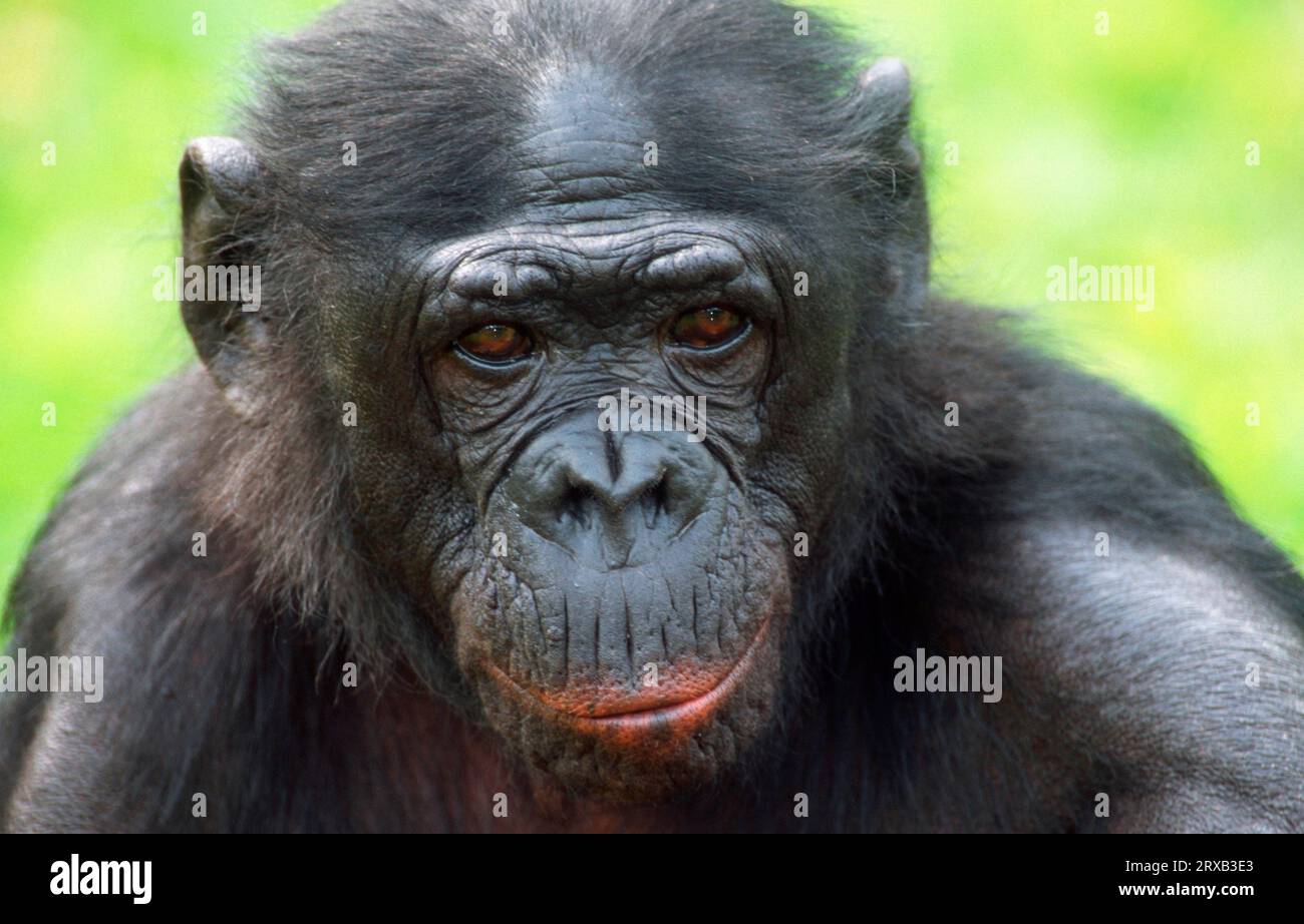 Female pan paniscus pygmy chimpanzee hi-res stock photography and ...