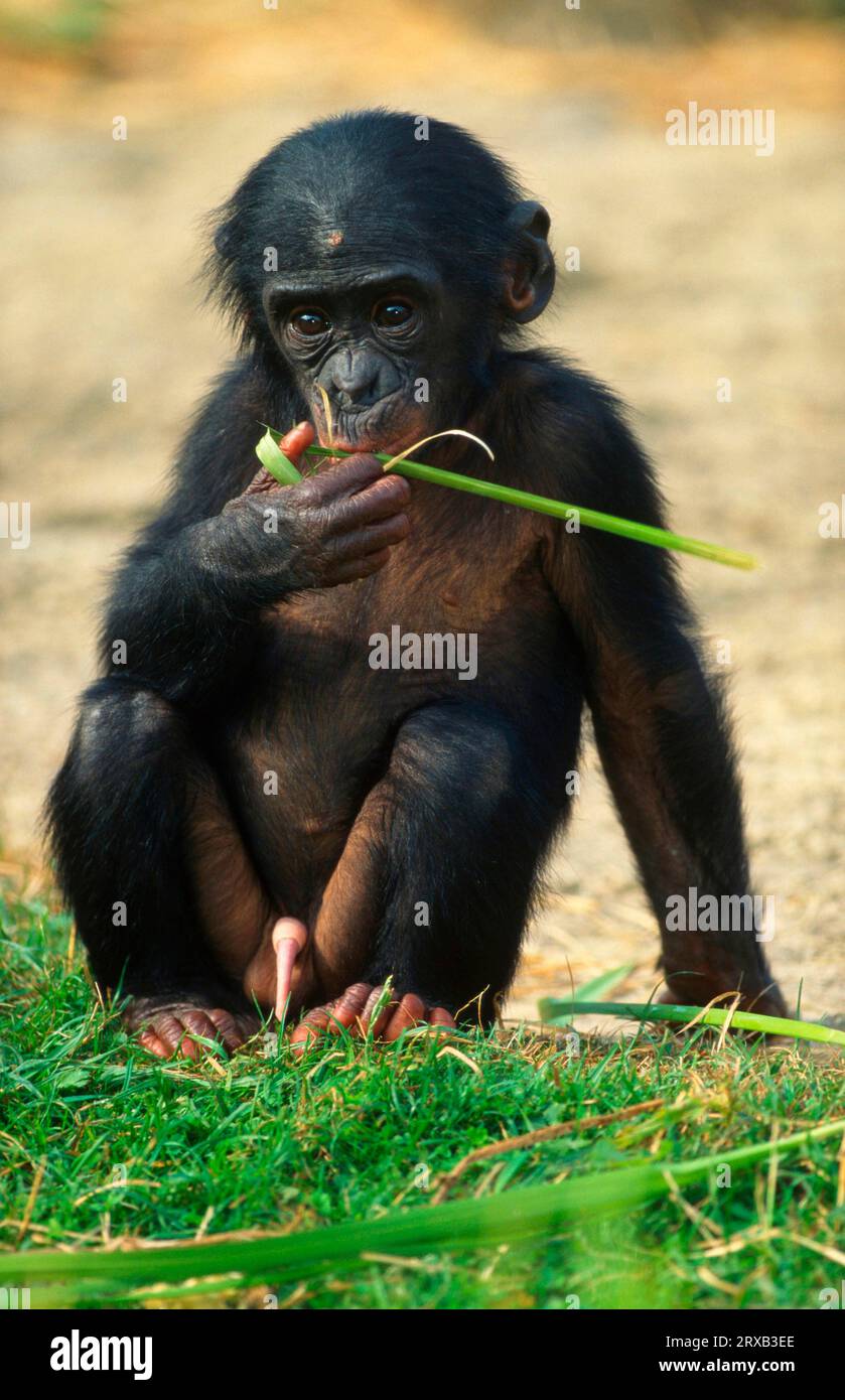 Young Bonobo, Pygmy Chimpanzee (Pan paniscus Stock Photo - Alamy