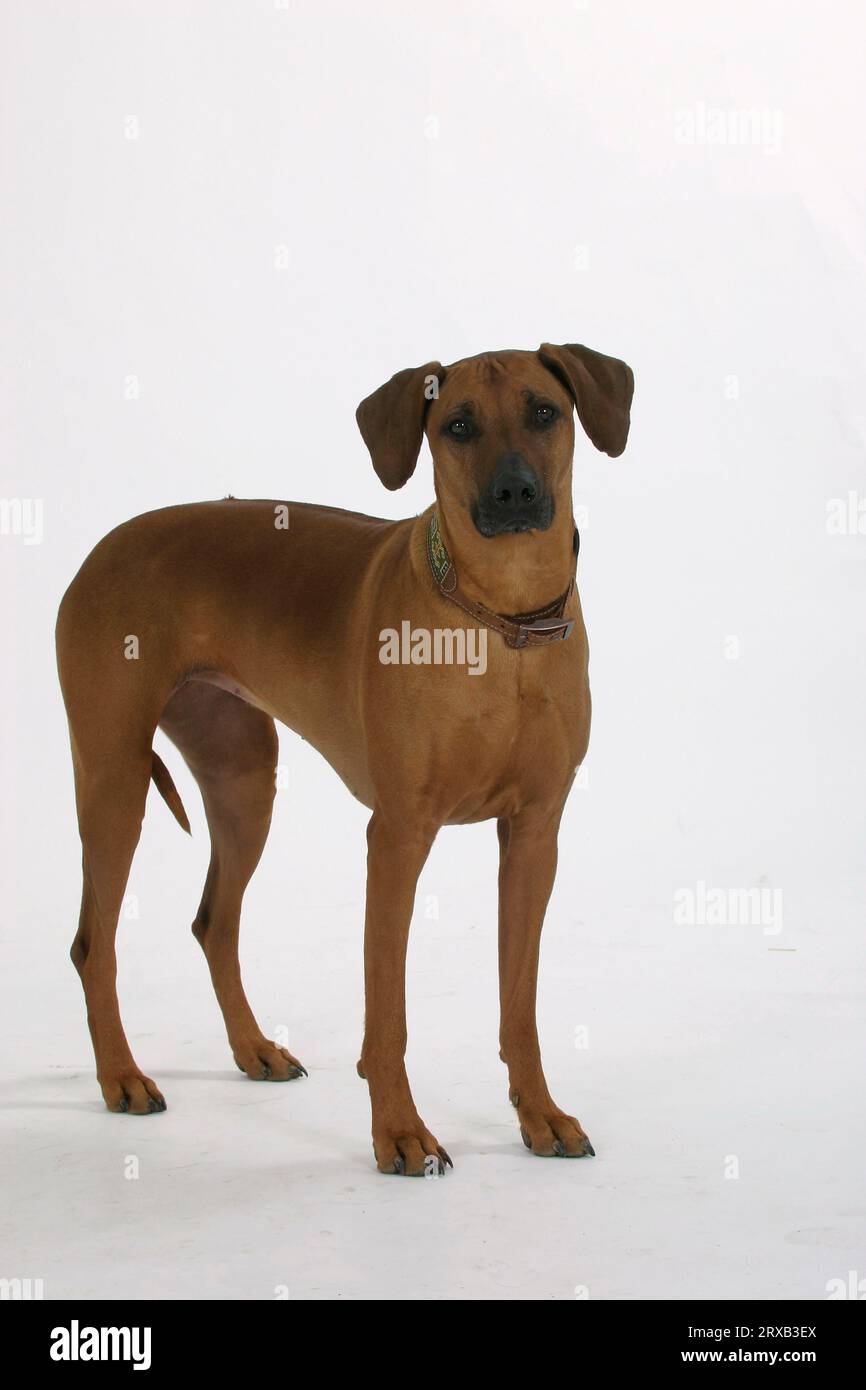Rhodesian Ridgeback also known as African lion dog Stock Photo - Alamy