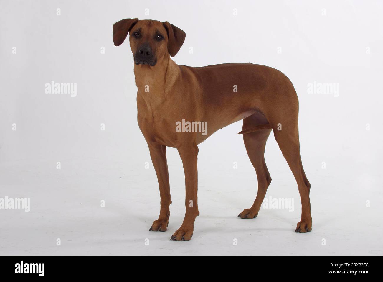 Rhodesian Ridgeback also known as African lion dog Stock Photo - Alamy