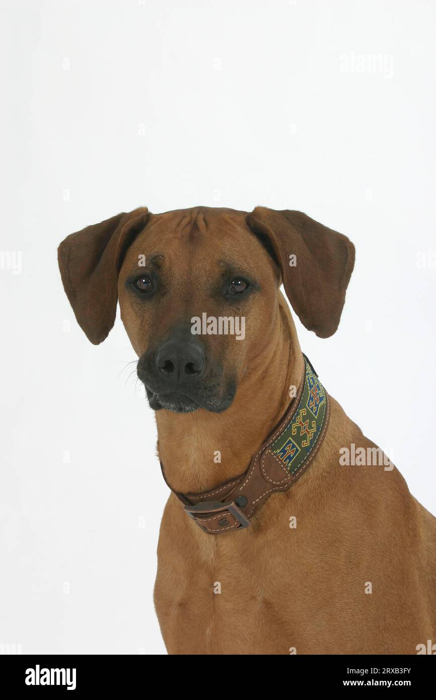 Rhodesian Ridgeback also known as African lion dog Stock Photo - Alamy