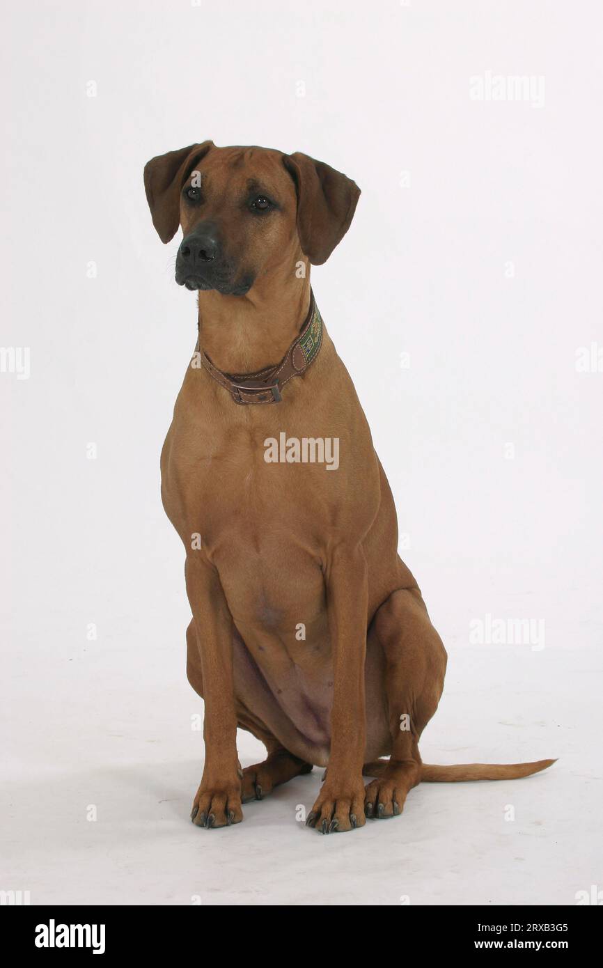 Rhodesian Ridgeback also known as African lion dog Stock Photo - Alamy