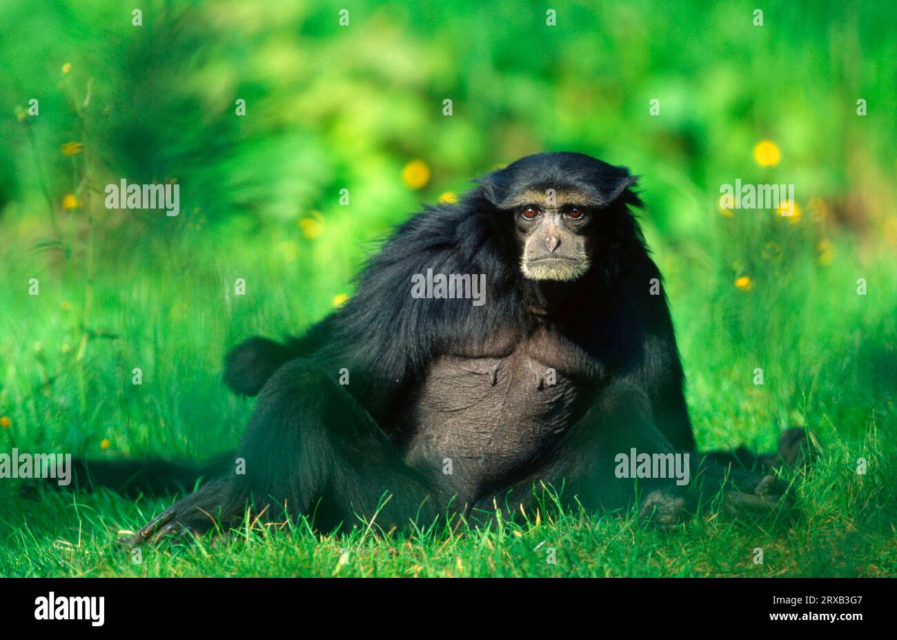 Female siamang gibbon hi-res stock photography and images - Alamy