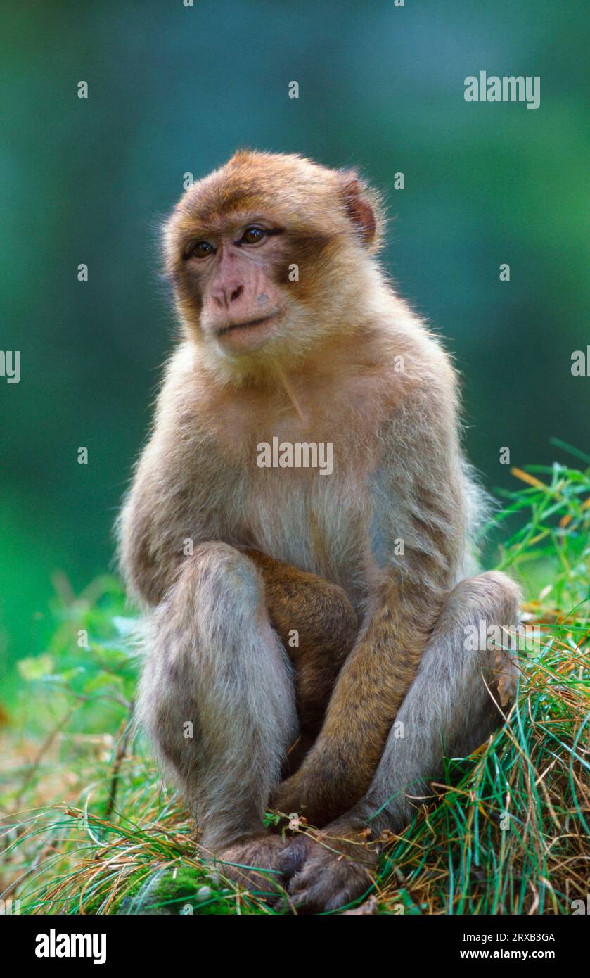Barbary Monkey (Macaca sylvana Stock Photo - Alamy