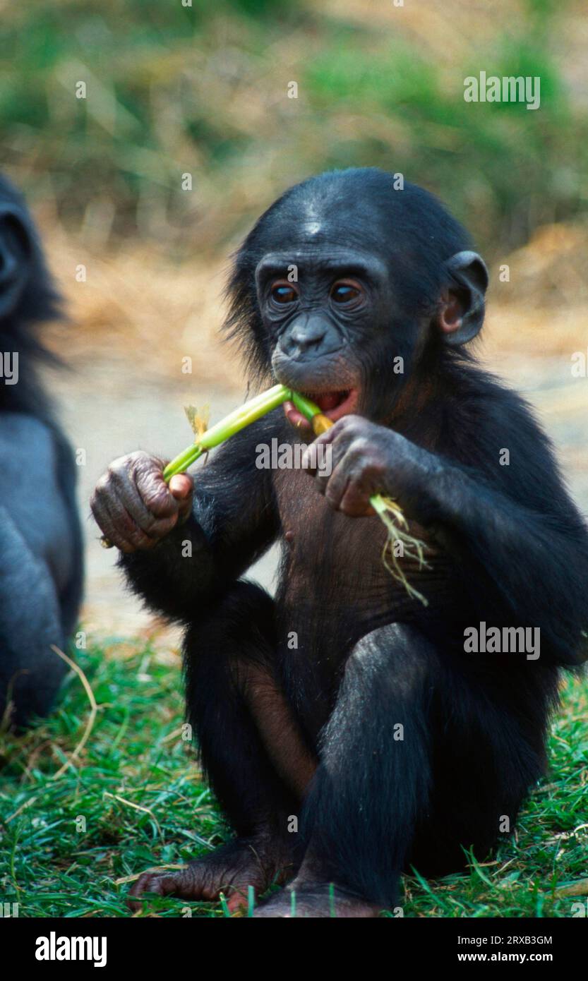 Young Bonobo, Pygmy Chimpanzee (Pan paniscus Stock Photo - Alamy