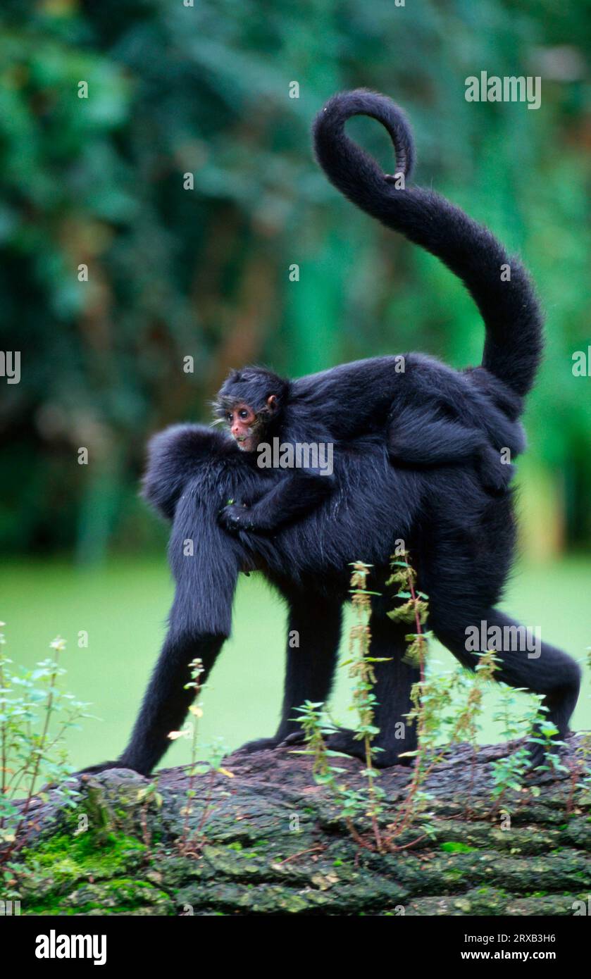 Red faced spider monkeys hi-res stock photography and images - Alamy
