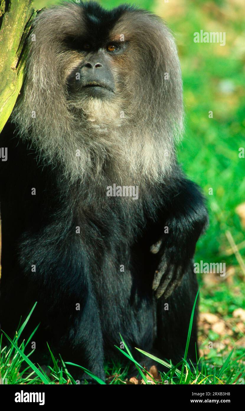 Lion-tailed macaque (Macaca silenus Stock Photo - Alamy