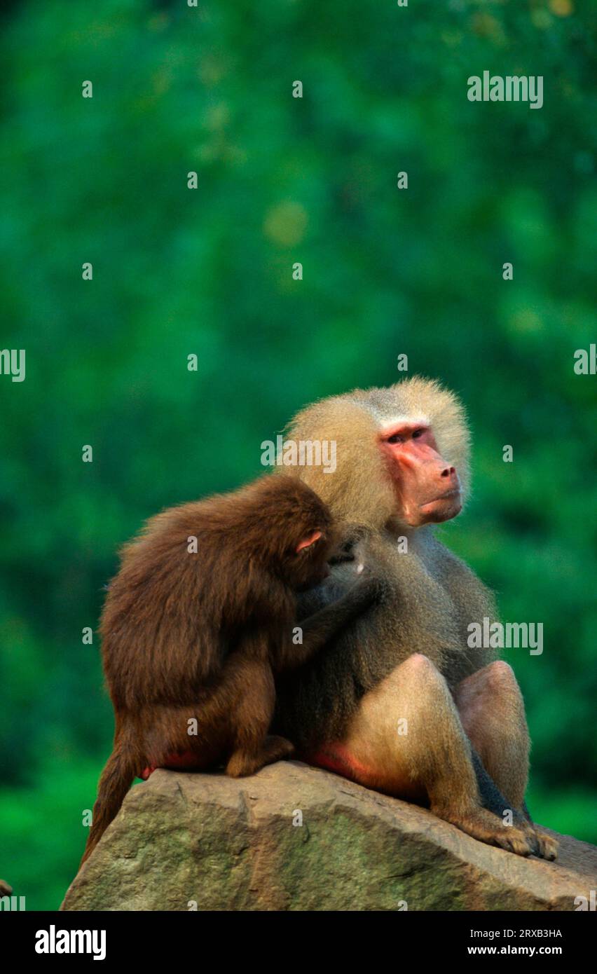(Hamadryas) Baboons (Papio hamadryas), female grooming male Stock Photo ...